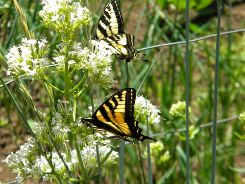 White Jupiter's Beard - Herb Seeds | The Thyme Garden
