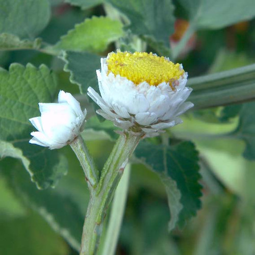 Winged Everlasting - Herb Seeds | The Thyme Garden