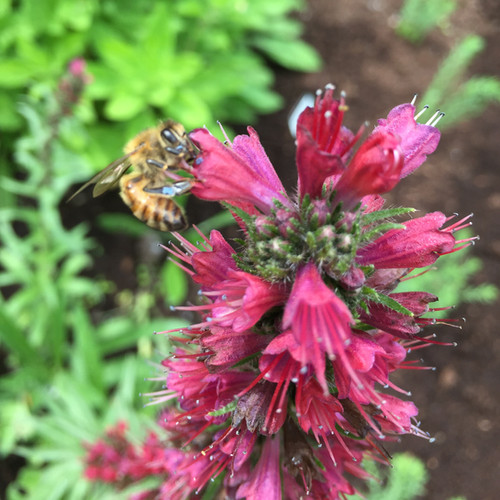 Bugloss, Red Viper's - Herb Seeds | The Thyme Garden