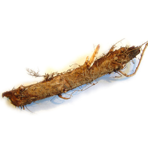 ZEUS-COLUMBUS-TOMAHAWK Hops Rhizome | The Thyme Garden