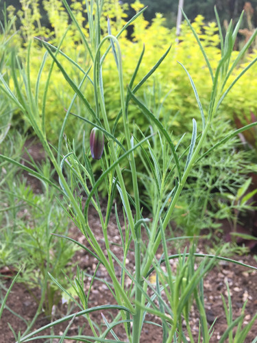 Pipicha - Herb Seeds | The Thyme Garden