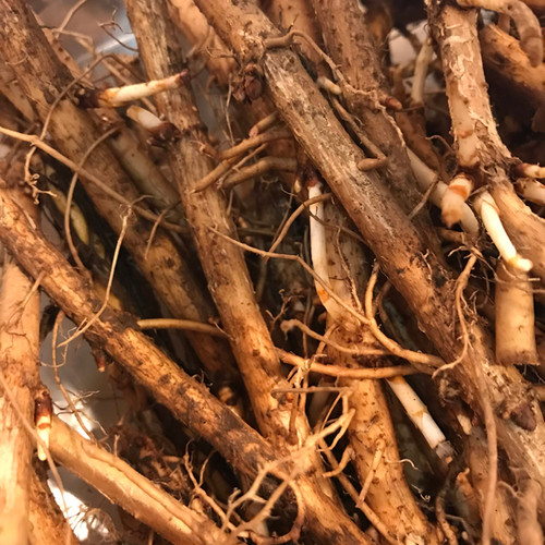MULTIHEAD Hops Rhizome | The Thyme Garden