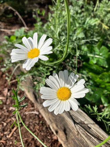 Pyrethrum - Herb Seeds | The Thyme Garden