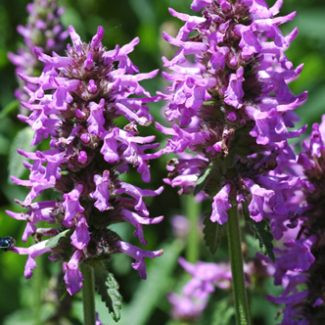 Wood Betony - Herb Seeds | The Thyme Garden