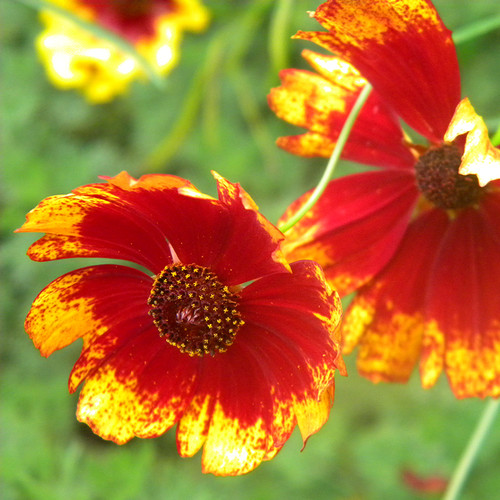 Calliopsis - Herb Seeds | The Thyme Garden