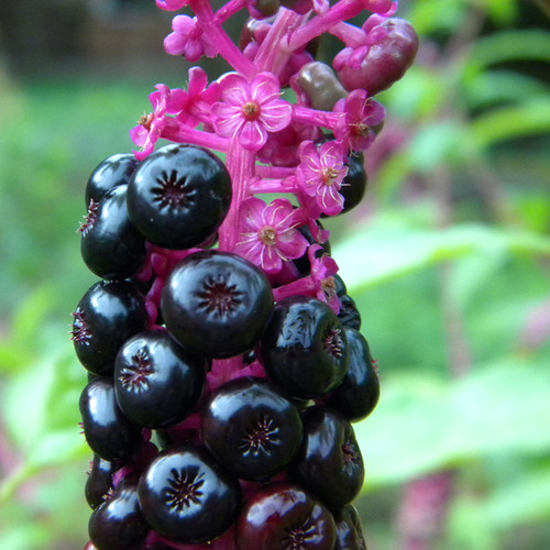 Pokeweed - Herb Seeds | The Thyme Garden