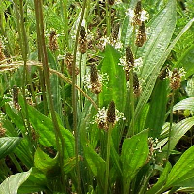 Plantain, Narrow Leaf - Herb Seeds | The Thyme Garden
