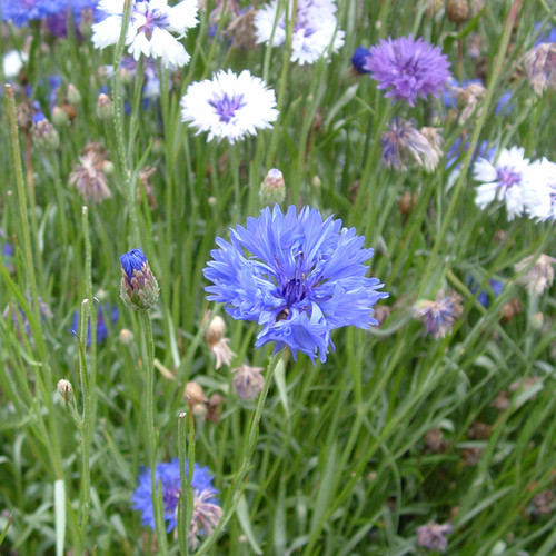 Bachelor's Buttons or Corn Flower - Herb Seeds | The Thyme Garden