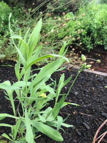 Sculpit - Herb Seeds | The Thyme Garden