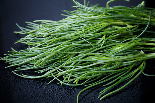 Saltwort - Herb Seeds | The Thyme Garden