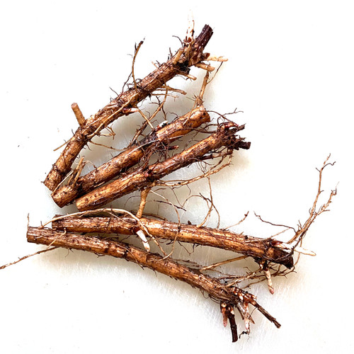 COMET Certified Organic 5-PACK Hops Rhizome | The Thyme Garden