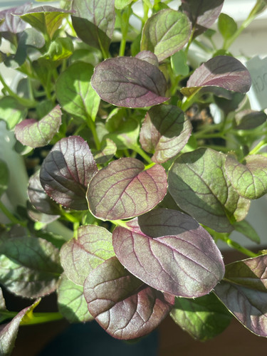 Red Choi Seeds | The Thyme Garden