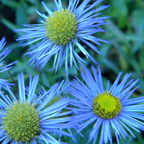 Fleabane - Herb Seeds | The Thyme Garden