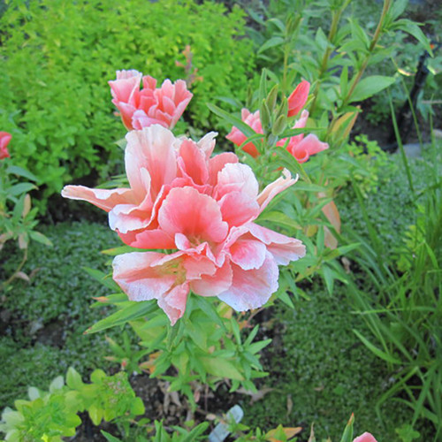 Godetia, Mixed Colors - Herb Seeds | The Thyme Garden