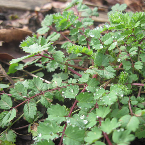 Salad Burnet - Herb Seeds | The Thyme Garden