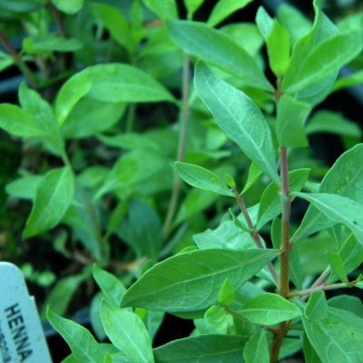 Henna - Herb Seeds | The Thyme Garden