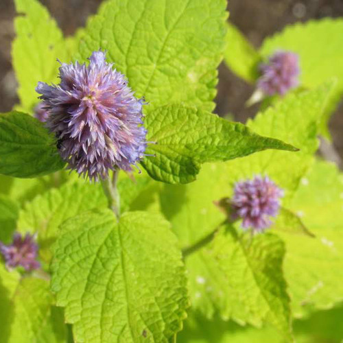 Hyssop, Golden Jubilee - Herb Seeds | The Thyme Garden