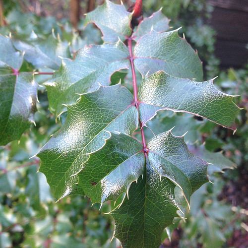 Oregon Grape, Tall - Herb Seeds | The Thyme Garden