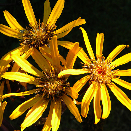 Ligularia, Midnight Lady - Herb Seeds | The Thyme Garden