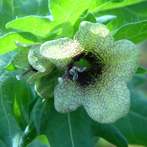 Henbane - Herb Seeds | The Thyme Garden