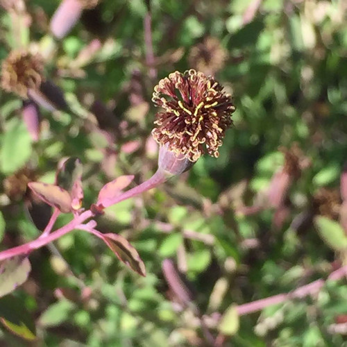 Quillquina - Herb Seeds | The Thyme Garden