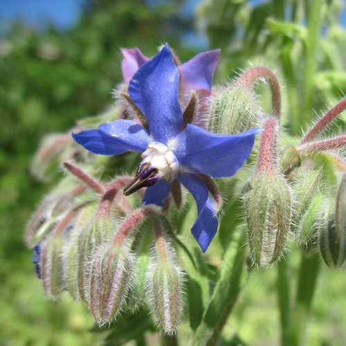 Borage, Blue - Herb Seeds | The Thyme Garden