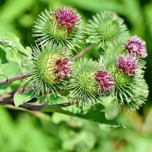 Burdock, Great - Herb Seeds | The Thyme Garden