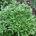 Basil, Bush - Herb Seeds | The Thyme Garden