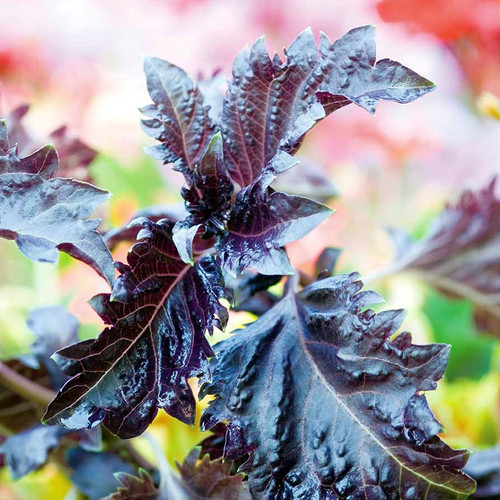 Basil, Purple Ruffles - Herb Seeds | The Thyme Garden