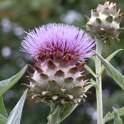 Cardoon - Herb Seeds | The Thyme Garden