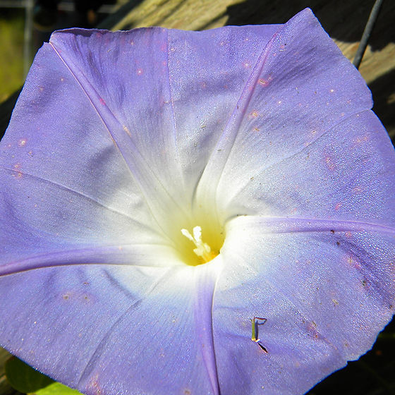 ipomoea violacea psychedelic