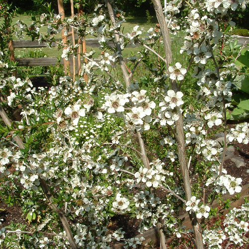 Manuka - Herb Seeds | The Thyme Garden