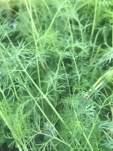 Dill, Indian - Herb Seeds | The Thyme Garden