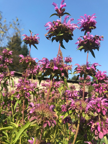 Lemon Mint - Herb Seeds | The Thyme Garden