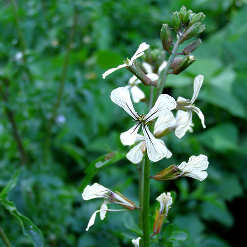 Arugula - Herb Seeds | The Thyme Garden