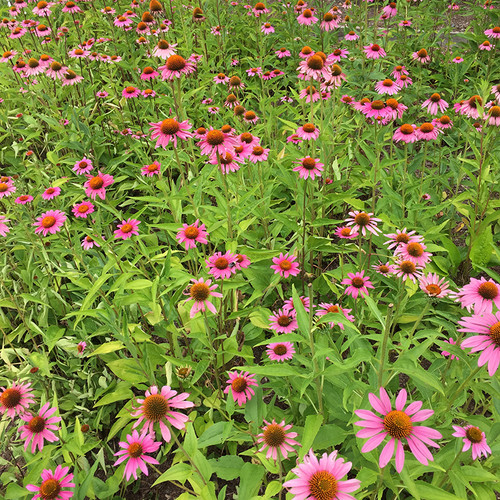 Echinacea Purpurea - Herb Seeds | The Thyme Garden