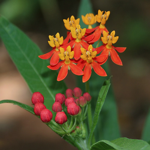 Bloodflower - Herb Seeds | The Thyme Garden