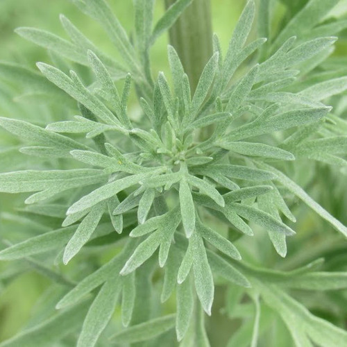 Wormwood, Absinthe - Herb Seeds | The Thyme Garden