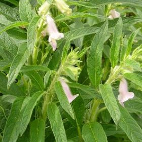 Sesame - Herb Seeds | The Thyme Garden