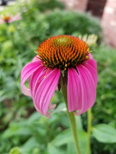 Echinacea Angustifolia - Herb Seeds | The Thyme Garden