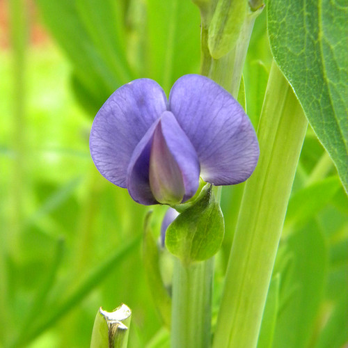 Indigo, Blue Wild - Herb Seeds | The Thyme Garden