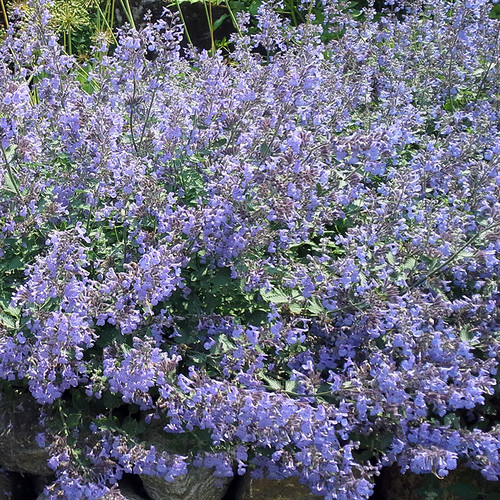 Catmint - Herb Seeds | The Thyme Garden