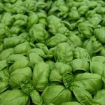 Basil, Emily - Herb Seeds | The Thyme Garden