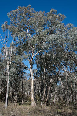 Eucalyptus polyanthemos | Trees For Climate