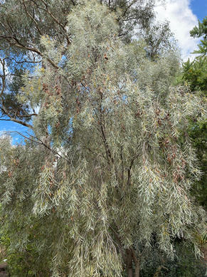 Acacia pendula | Trees For Climate