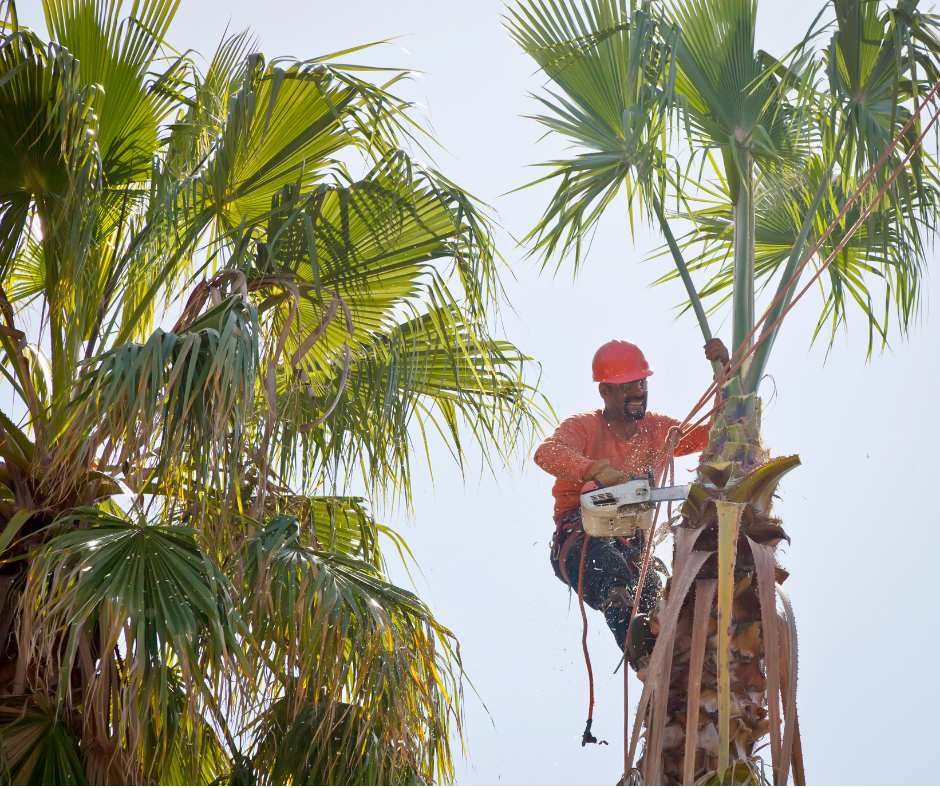 Trimming Palm Trees: Insights from David and Family Tree Service