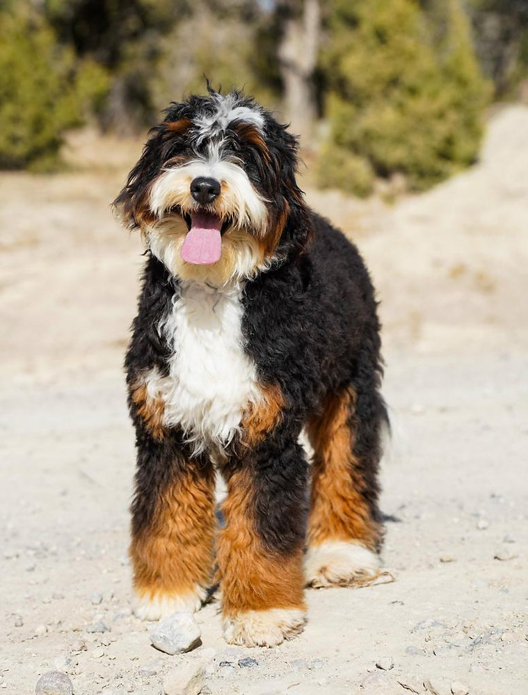 Bernedoodles Bernedoodle Coat Colors Revealed
