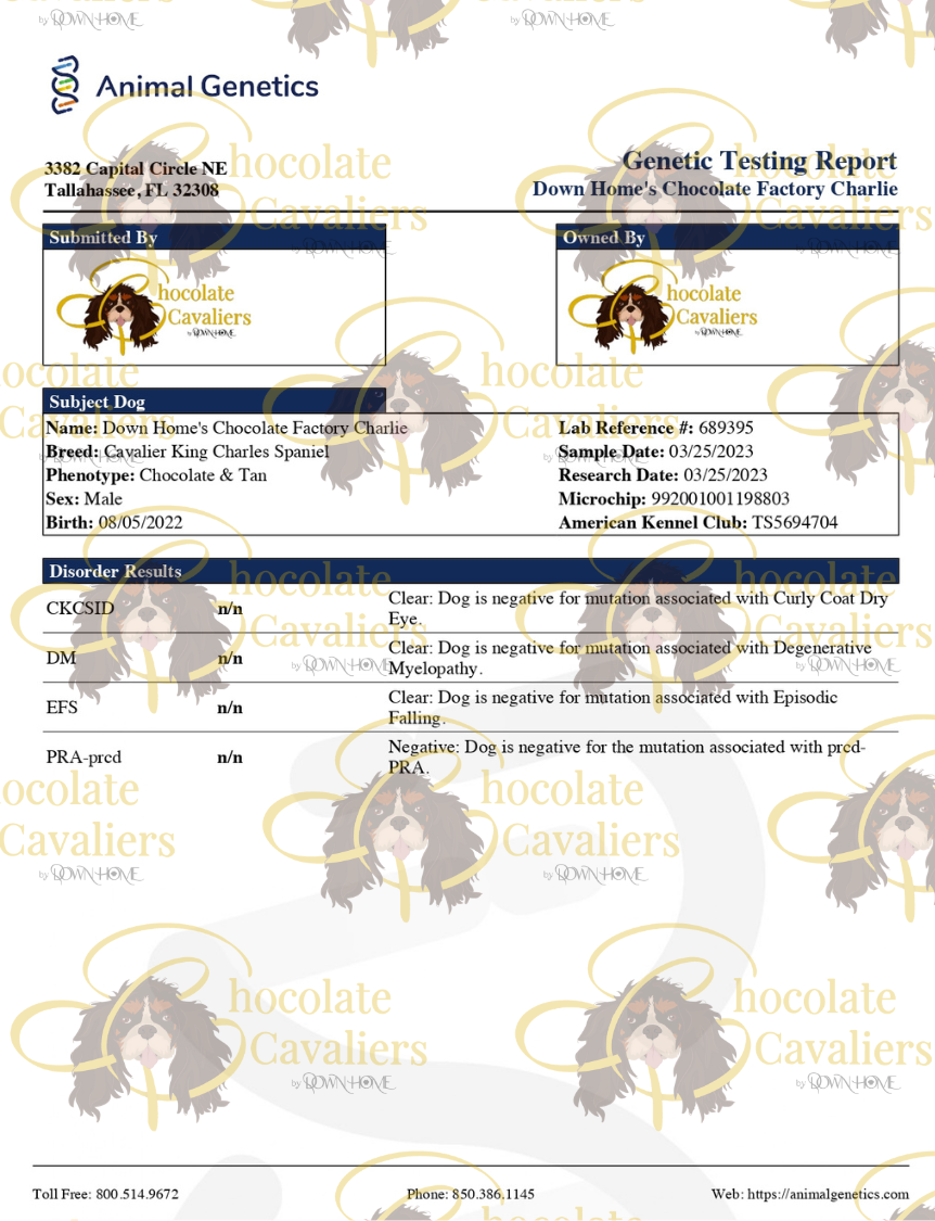 Dads | Chocolate Cavalier