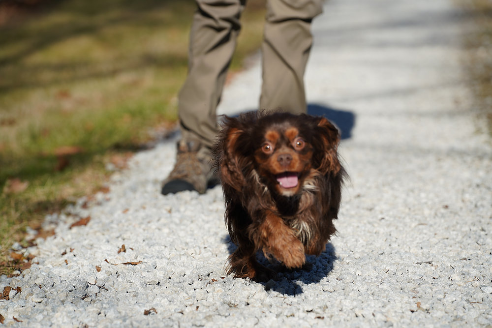 Exploring the Rare Color of the Chocolate Cavalier: What Makes It Unique?