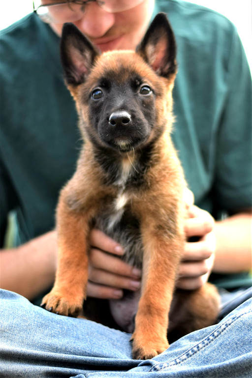 Malinois Puppies | GatorlandK9 Malinois | United States